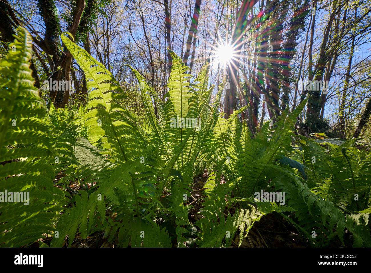 Shot trees sun shines through hi-res stock photography and images - Alamy