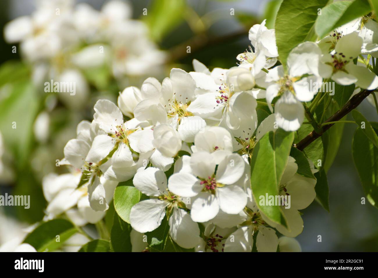 apple tree blooms profusely in spring Stock Photo - Alamy