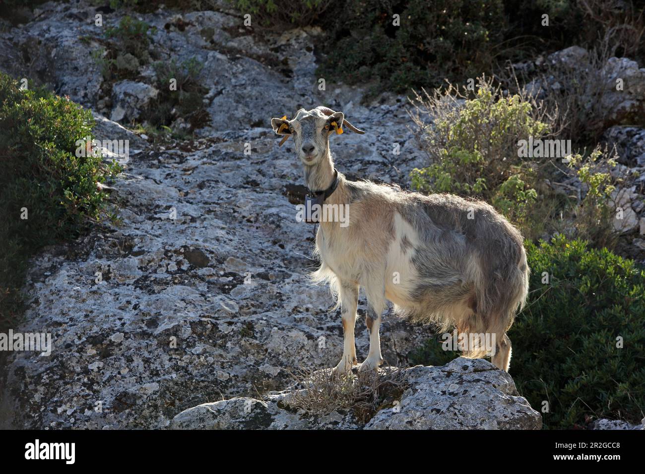 Griechische inseln fauna hi-res stock photography and images - Alamy