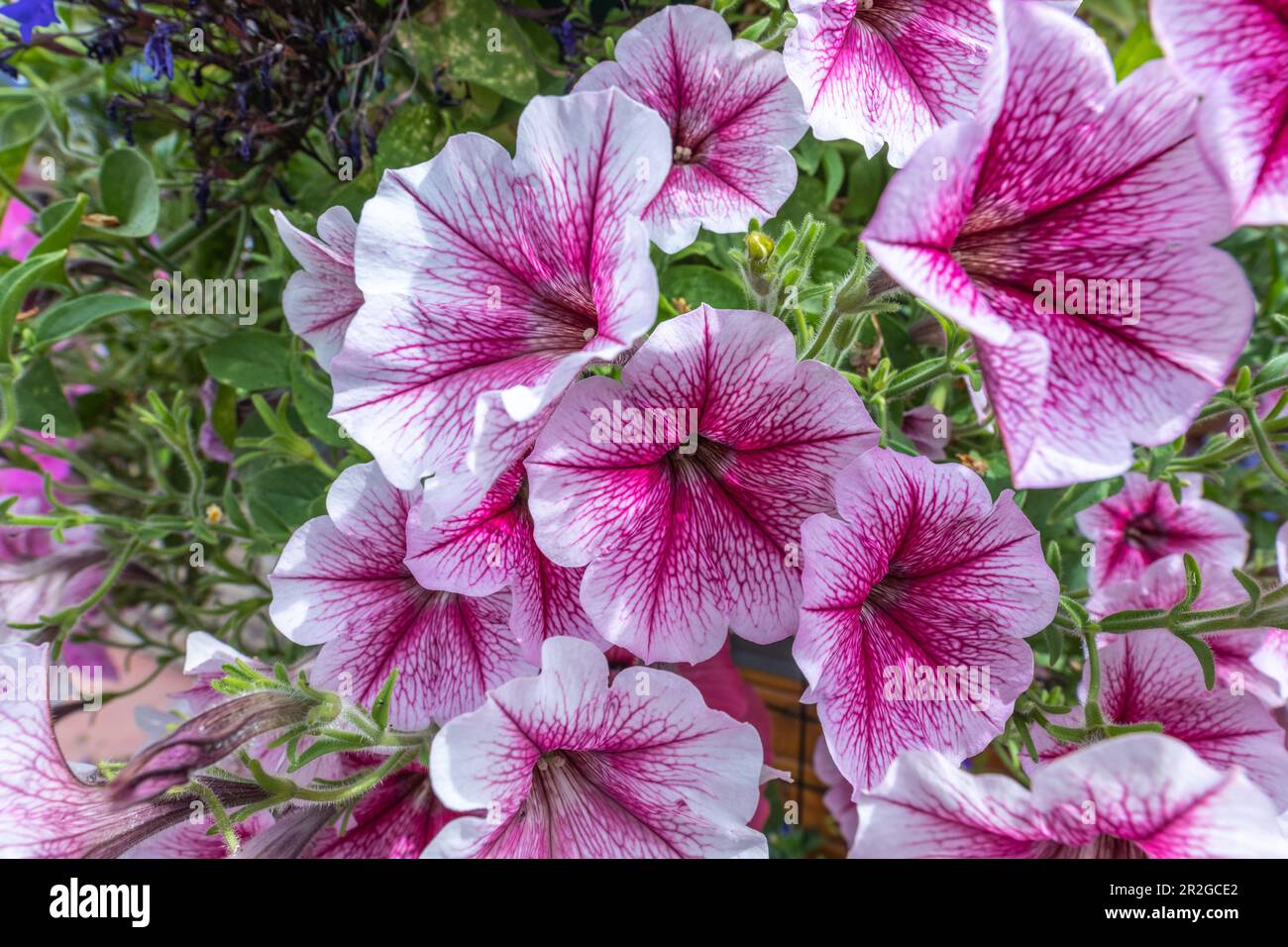 Beautiful pink, purple Petunia flowers seen in the summer time with ...