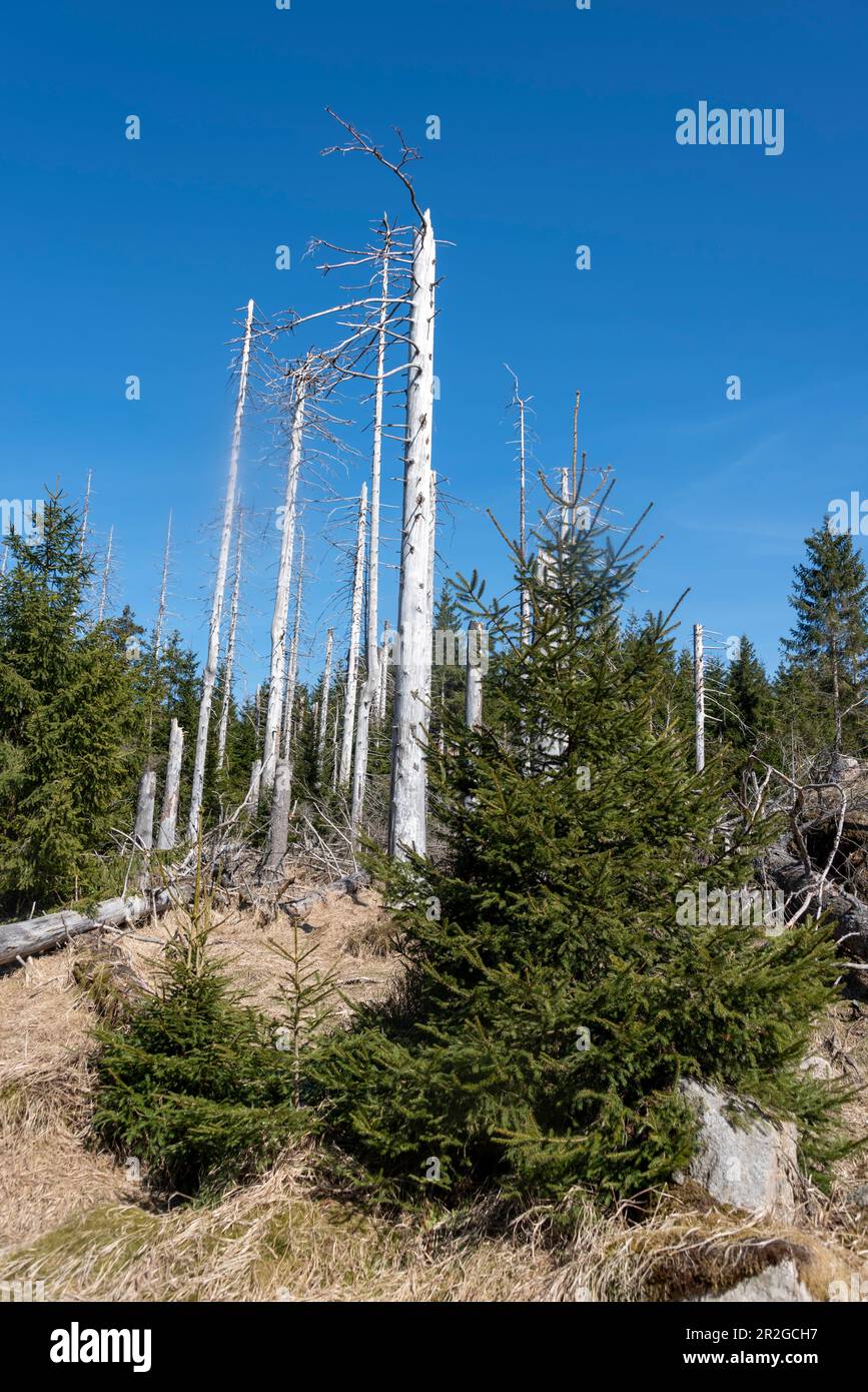Dead forest, young pines, Goetheweg, hiking trail to the Brocken, Harz ...