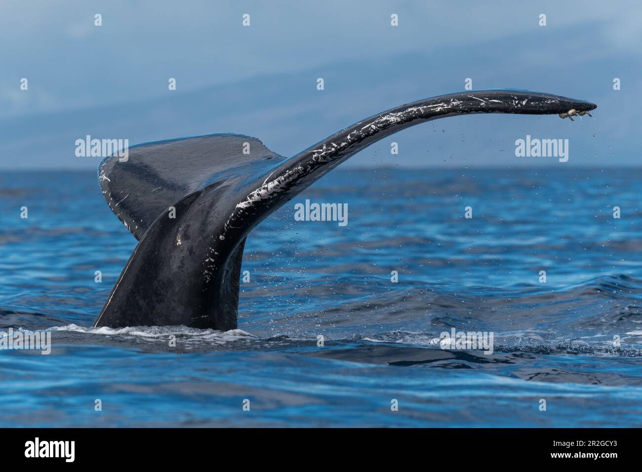 Whale tail fluke hi-res stock photography and images - Alamy
