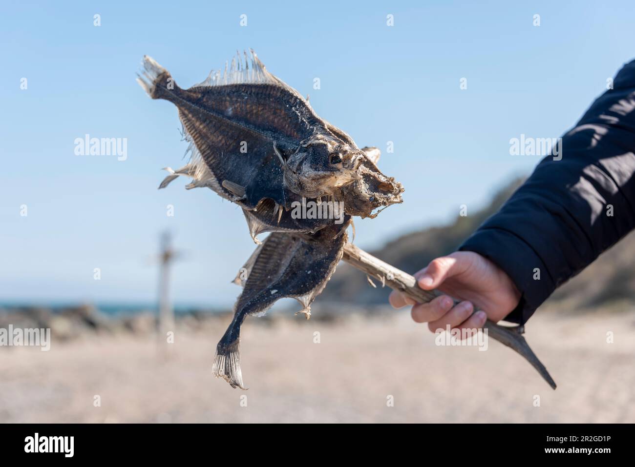 Dried flounders on the beach, skewered flatfish, monastery, Hiddensee ...