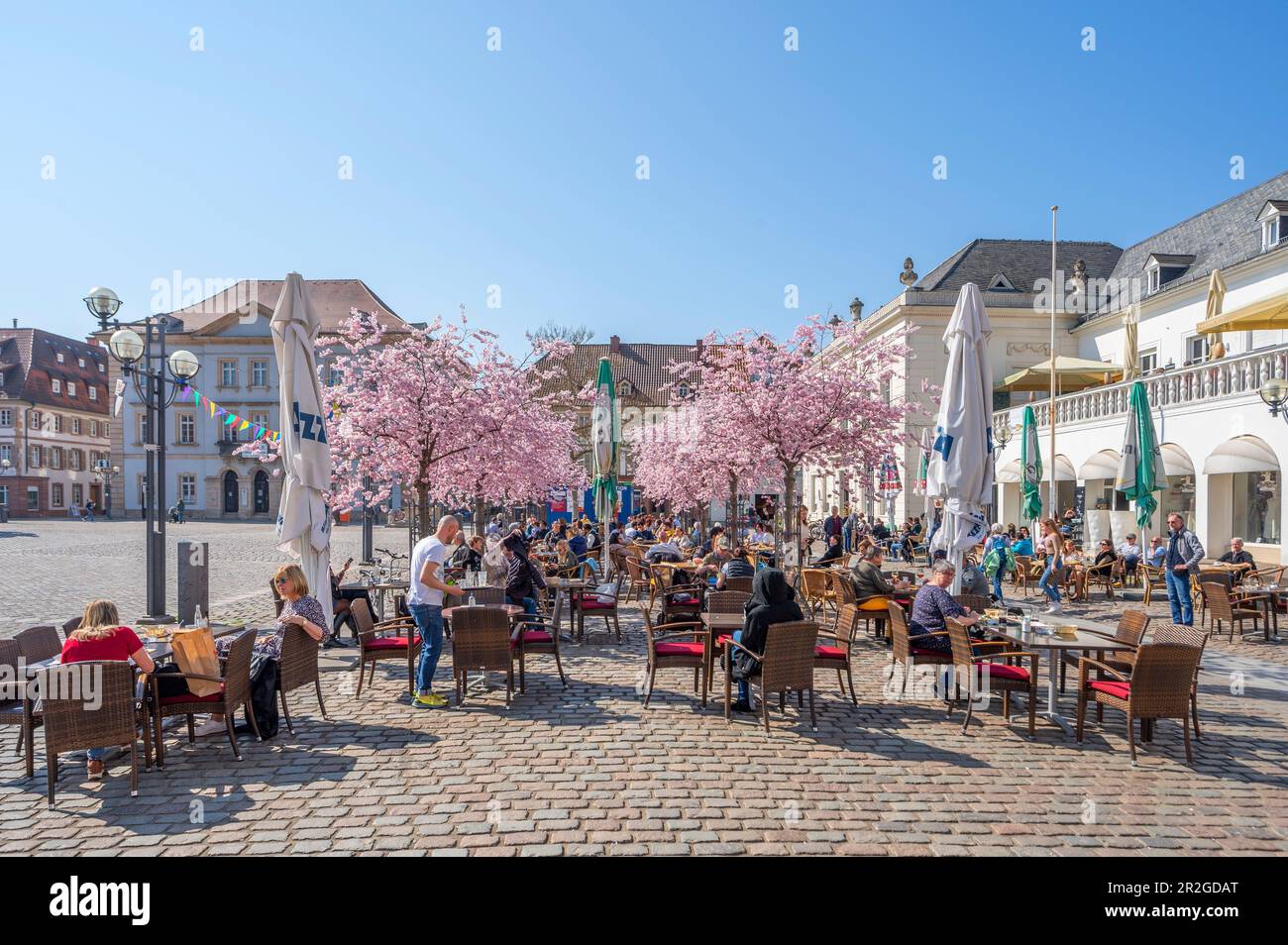 Town hall square with almond trees in bloom, Landau in der Pfalz ...