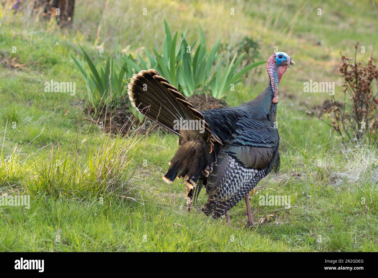 Wild turkey with tail feathers fanned out. Oregon, Ashland Stock Photo ...