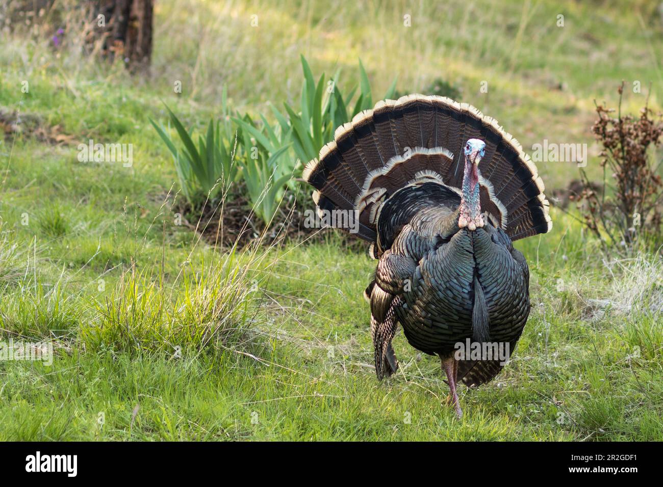 Wild turkey with tail feathers fanned out. Oregon, Ashland Stock Photo ...