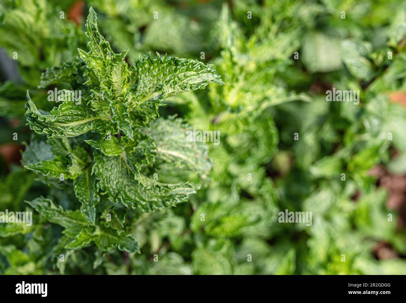 Close-up of a Mentha plant of the species "Mentha x piperita var ...