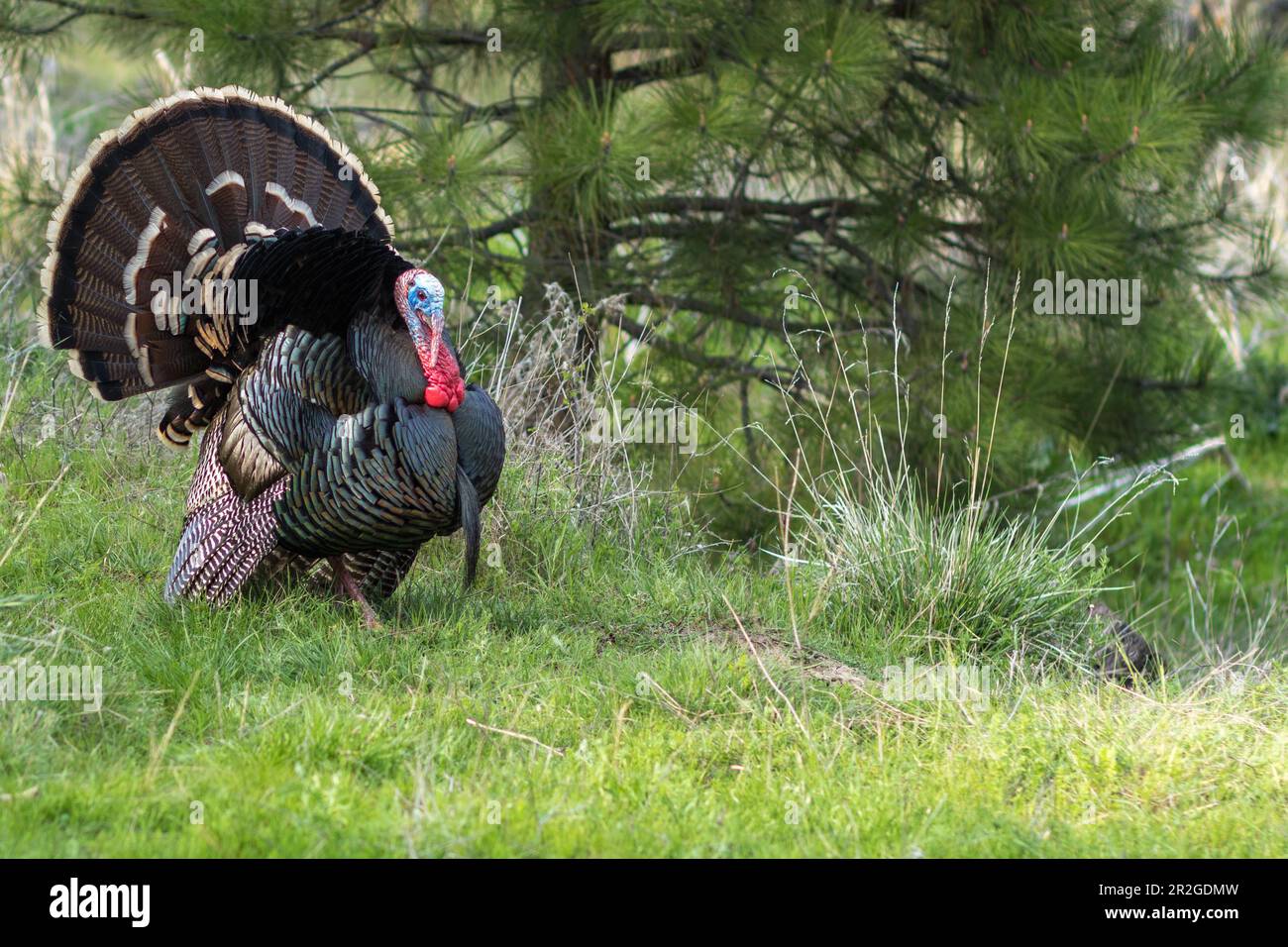 Wild turkey with tail feathers fanned out. Oregon, Ashland Stock Photo ...