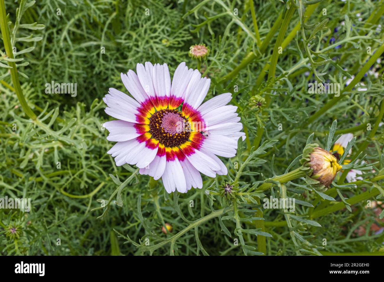 Beautiful Daisy flowers seen in the summer time with healthy, bright ...