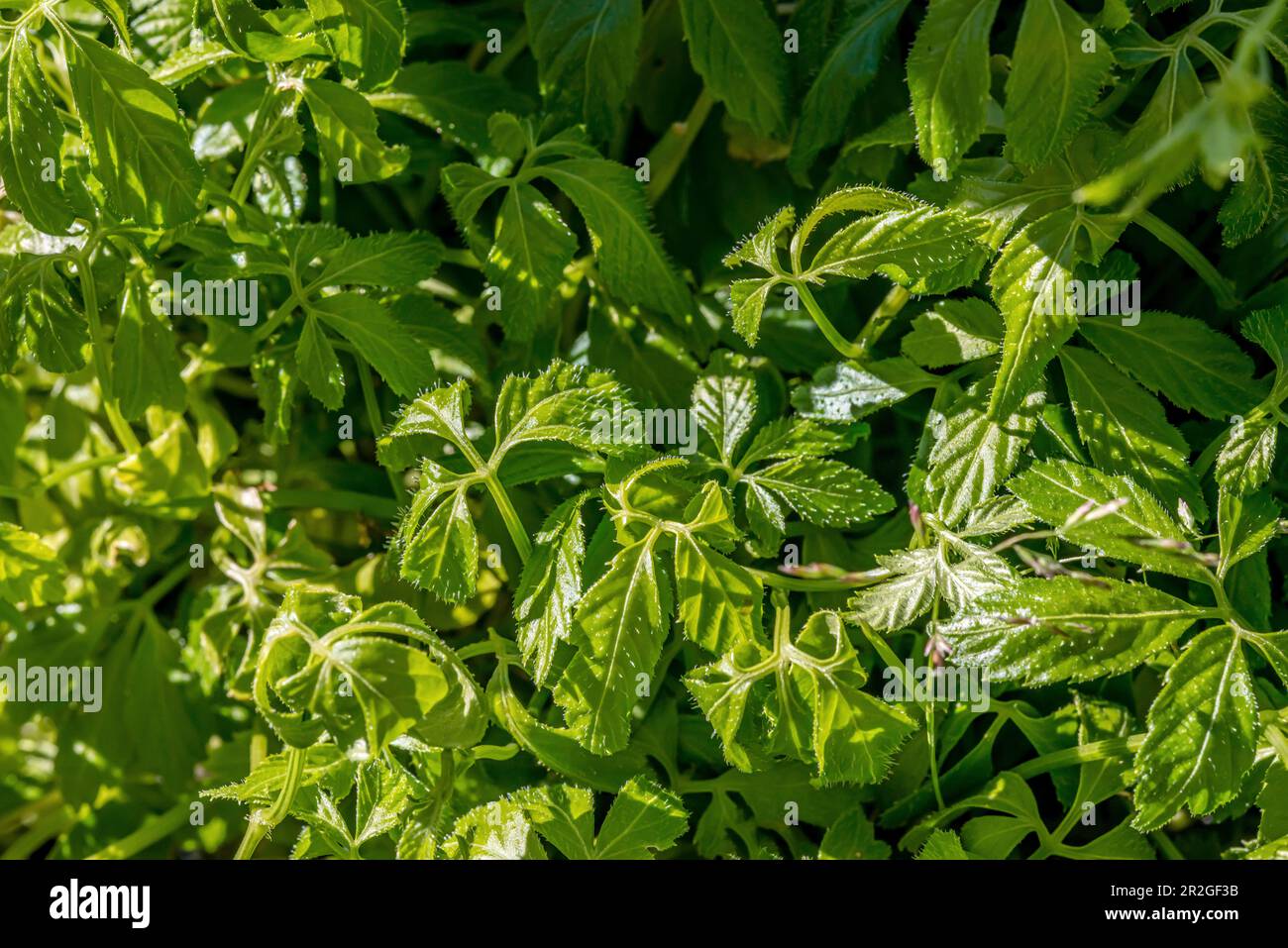 Close up of a Jiaogulan herb of immortality plant, Gynostemma ...