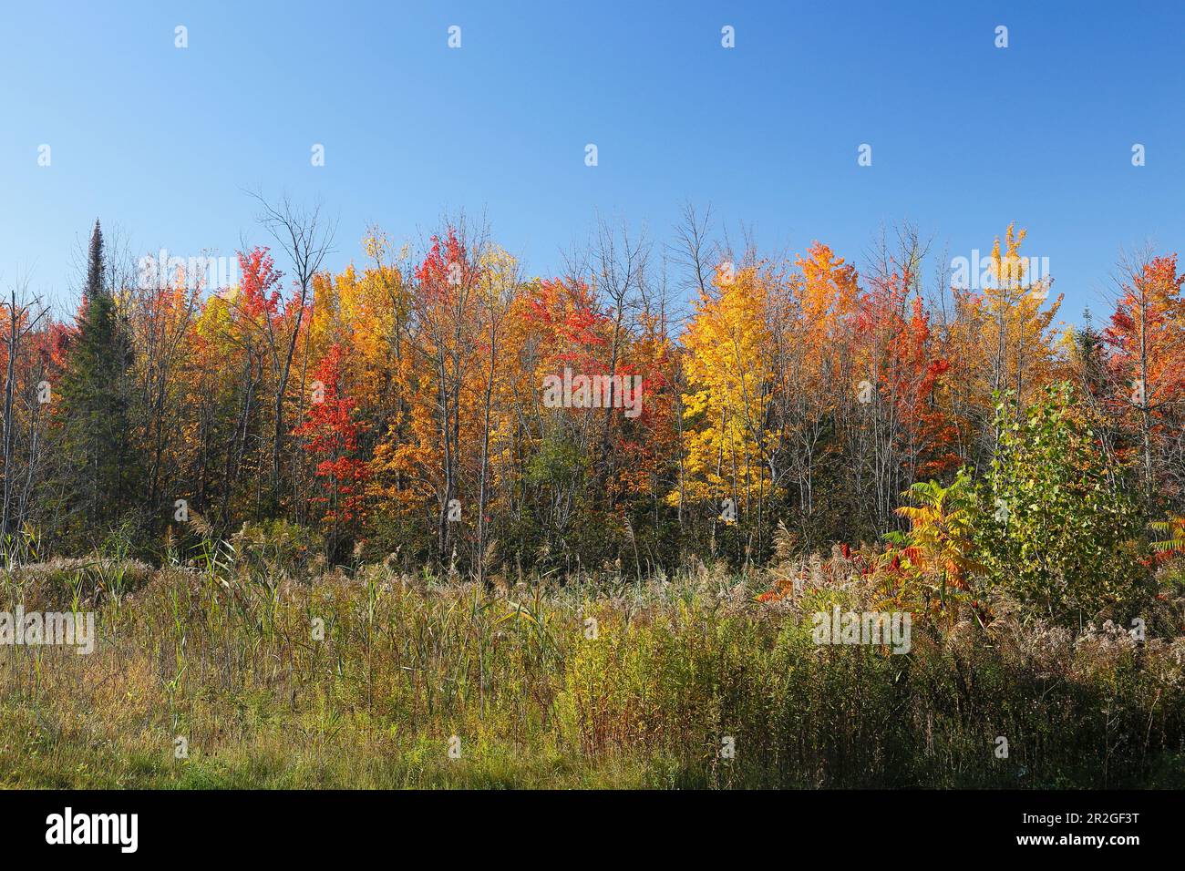 Landscape in the province of Ontario, Canada Stock Photo - Alamy