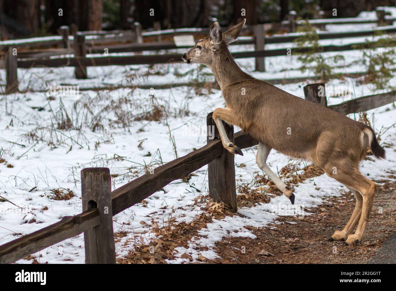 Deer fence hi-res stock photography and images - Alamy