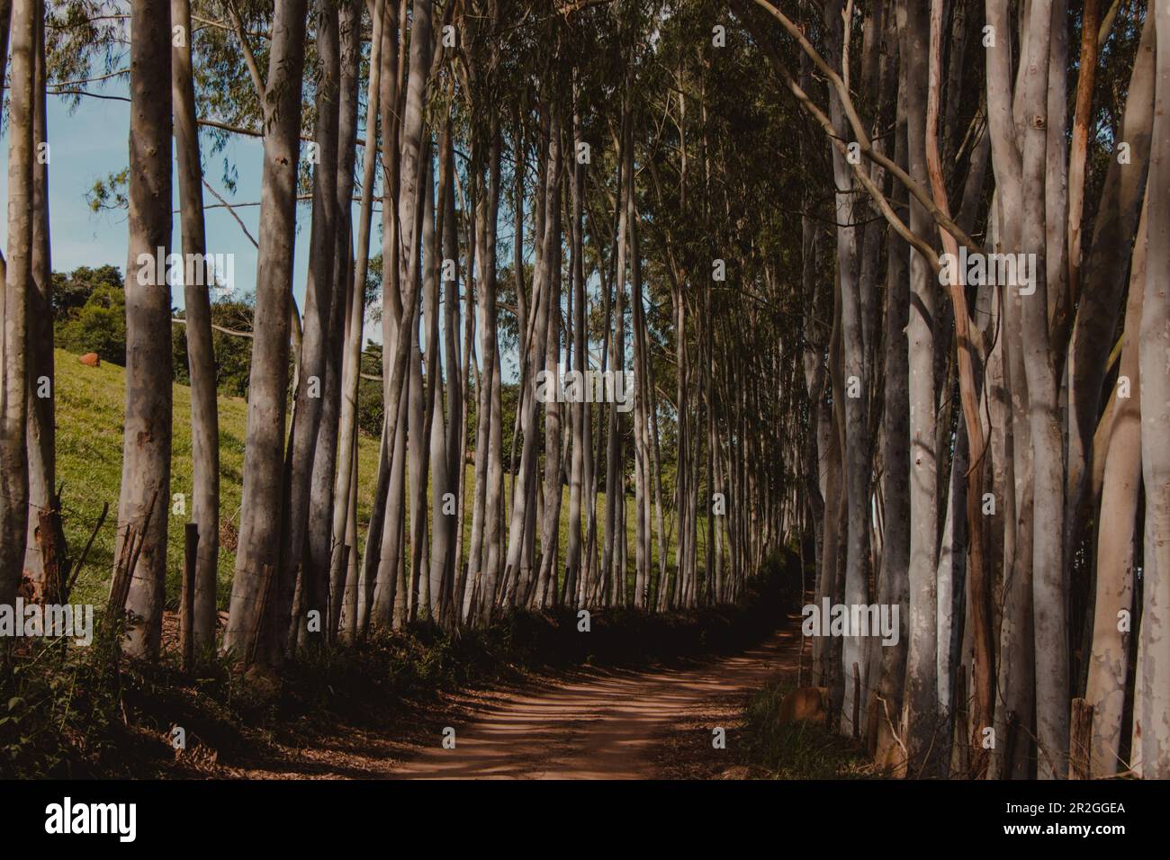 dirt road between eucalyptus trees Stock Photo - Alamy