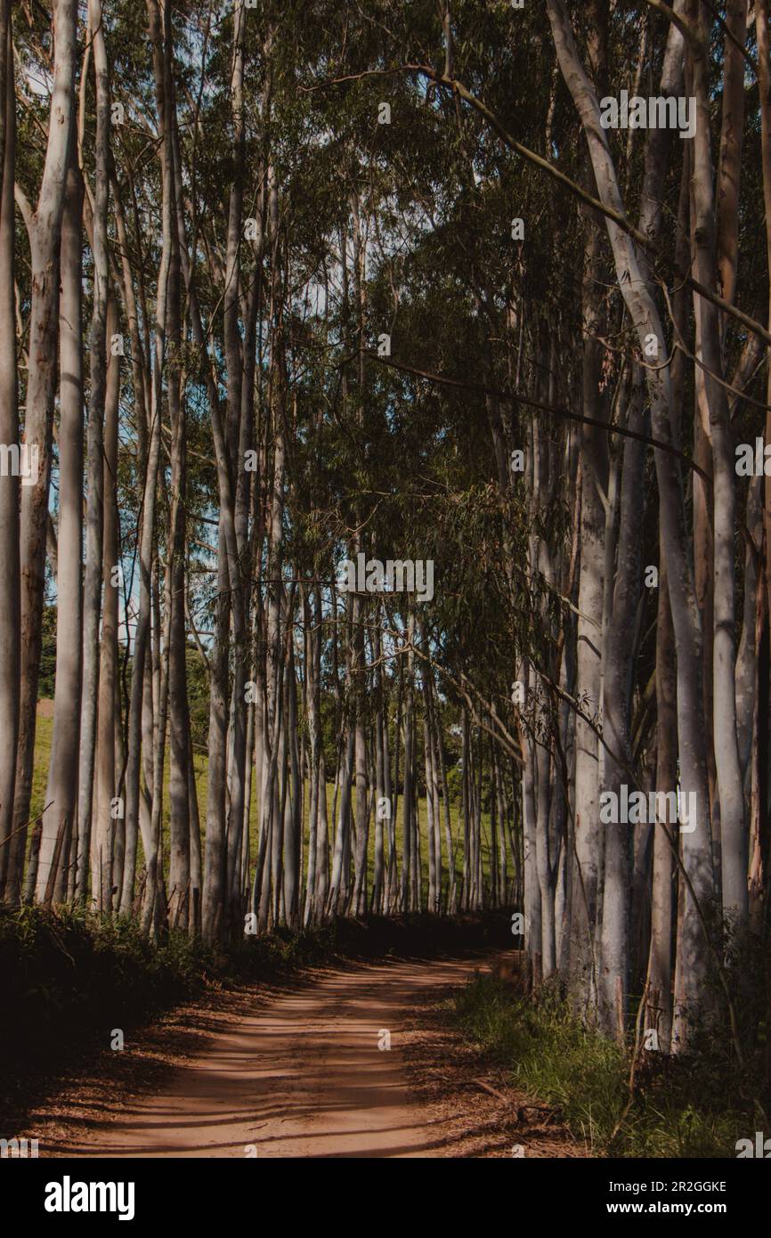 red dirt road between eucalyptus trees Stock Photo - Alamy