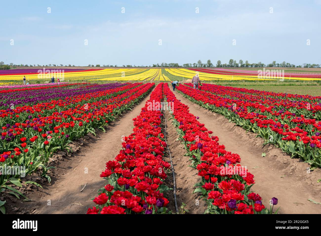 Tulips, tulip field, Schwaneberg, Saxony-Anhalt, Germany Stock Photo ...