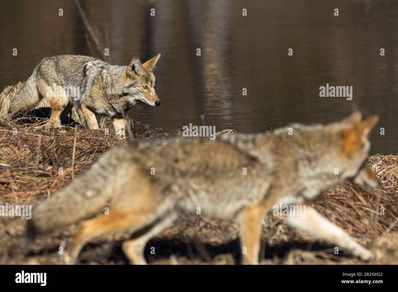 Coyote hunting in Yosemite Valley. California, Yosemite National Park ...