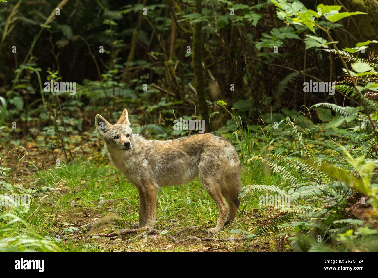 Coastal wilderness hi-res stock photography and images - Alamy
