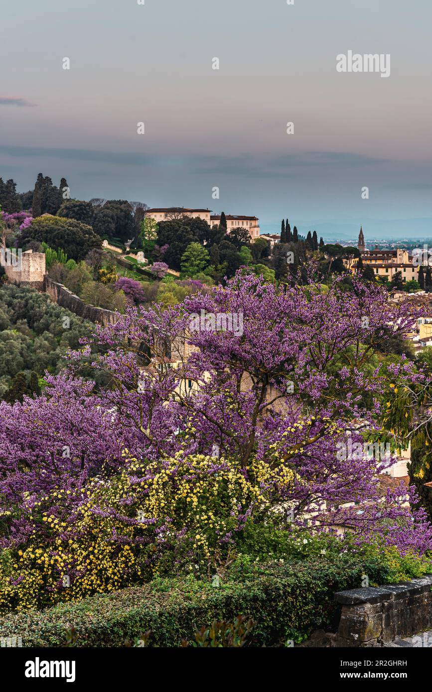Trees in bloom at the rose garden Giardino delle Rose, Florence city ...