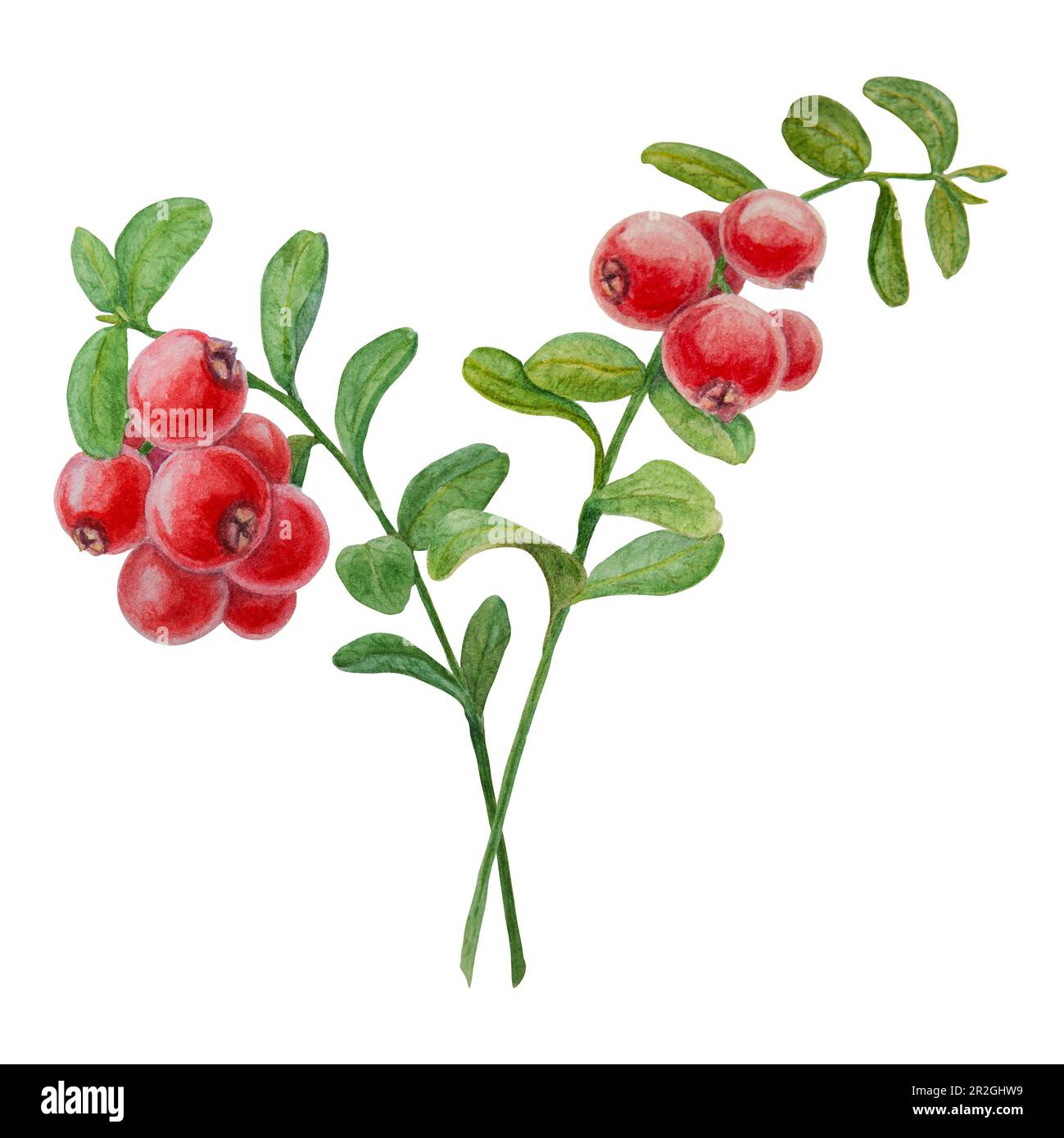 Wild red berries watercolor hand drawn botanical realistic illustration ...