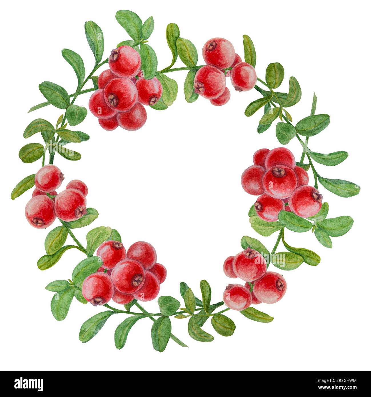 Wild red berries watercolor wreath. Hand drawn botanical realistic ...