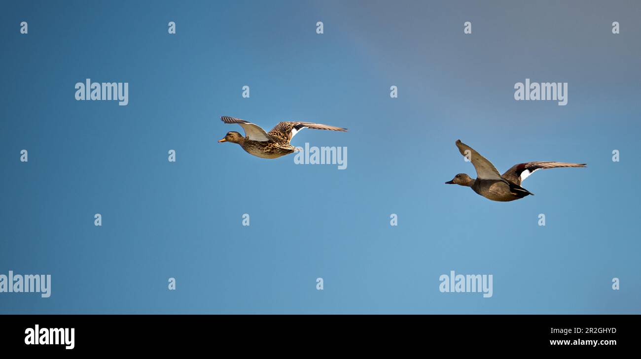Two Mallards flying over the Grauwall Canal, Weddewarden, Bremerhaven ...