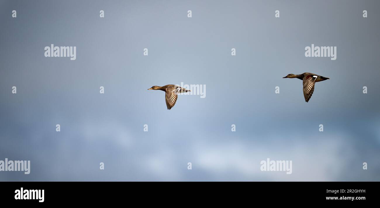 Two Mallards flying over the Grauwall Canal, Weddewarden, Bremerhaven ...