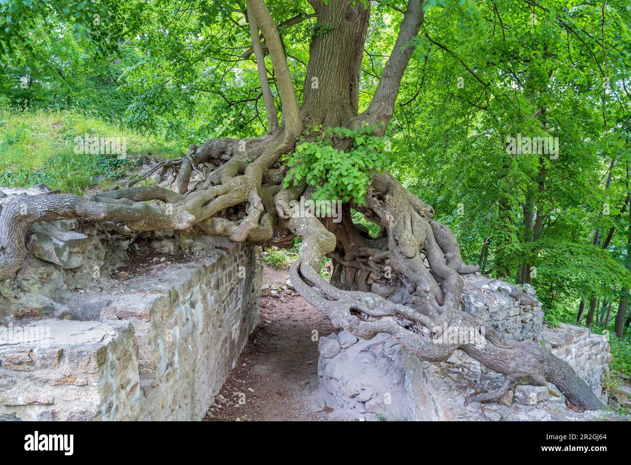 Lime tree at the archway of the Lauenburg castle ruins, Stecklenberg ...