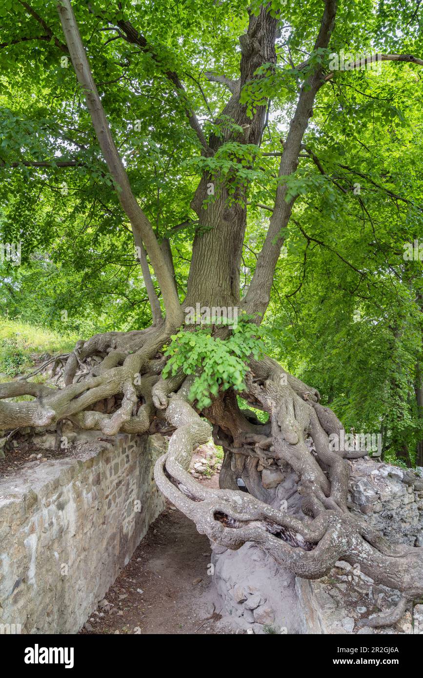 Lime tree at the archway of the Lauenburg castle ruins, Stecklenberg ...