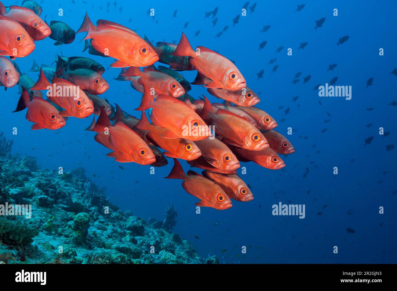 Flock of Reef Bigeyes, Priacanthus hamrur, North Male Atoll, Indian ...