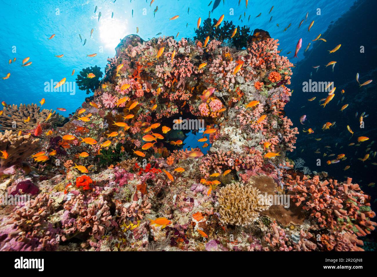 Colorful Coral Reef, North Male Atoll, Indian Ocean, Maldives Stock ...