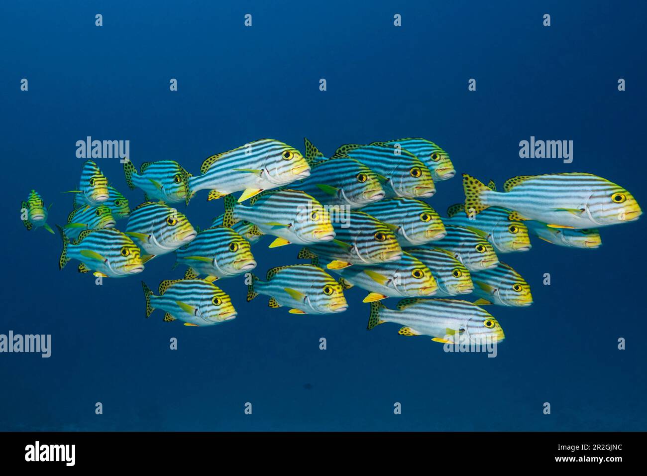 Swarm of Oriental Sweetlips, Plectorhinchus vittatus, North Ari Atoll ...