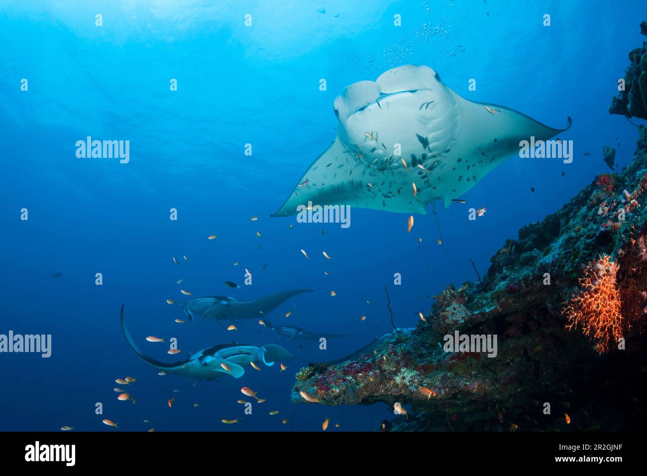 Reef Manta, Manta alfredi, North Ari Atoll, Indian Ocean, Maldives ...