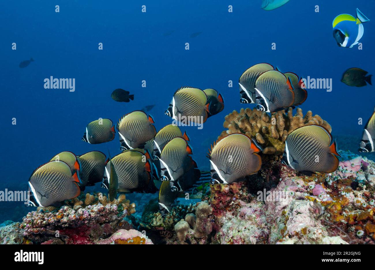 School of Collared Butterflyfish, Chaetodon collare, South Male Atoll ...