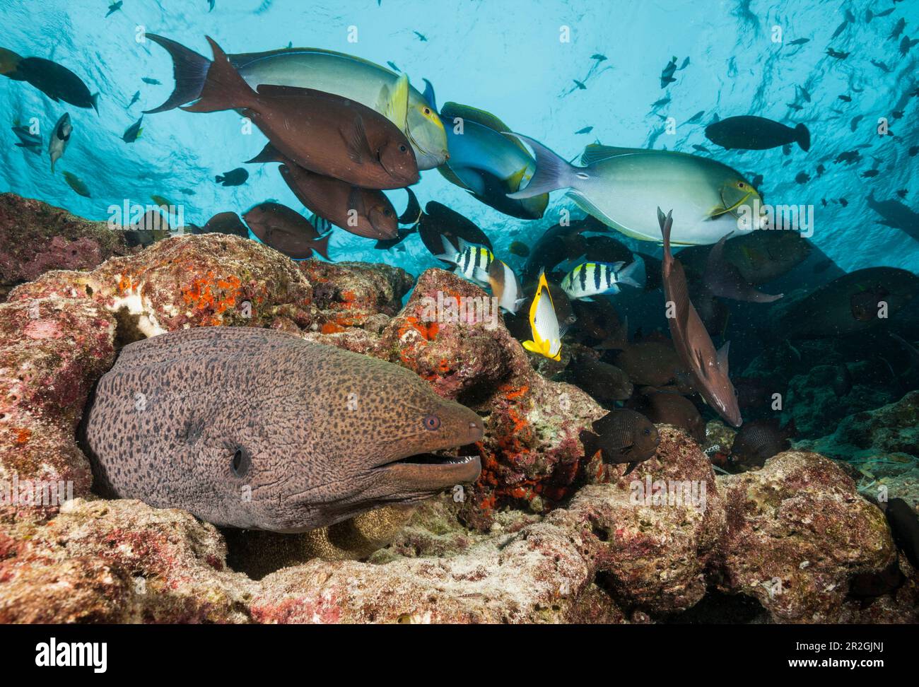 Giant Moray Eel, Gymnothorax javanicus, North Male Atoll, Indian Ocean ...