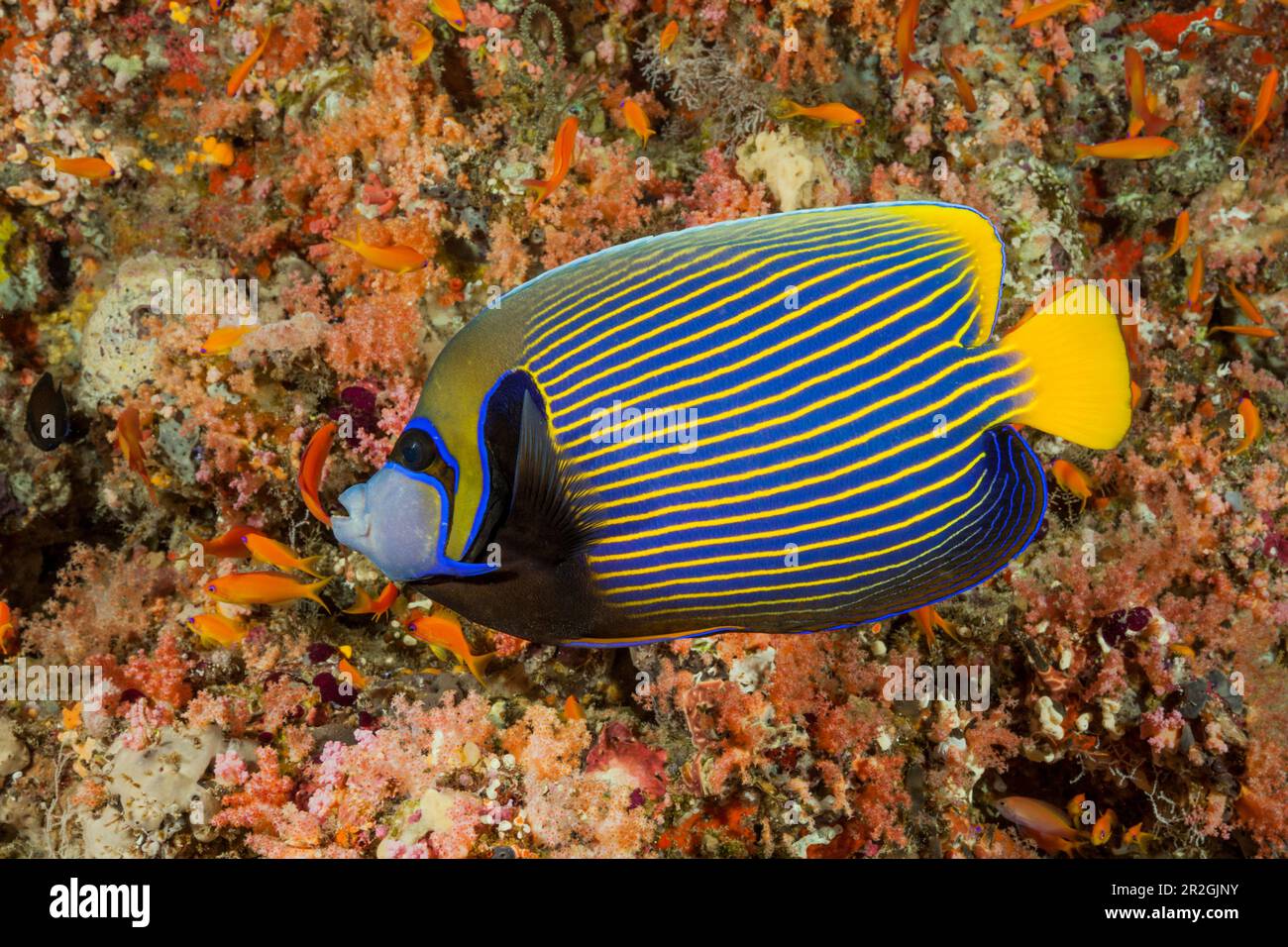 Emperor Angelfish, Pomacanthus imperator, South Male Atoll, Indian ...