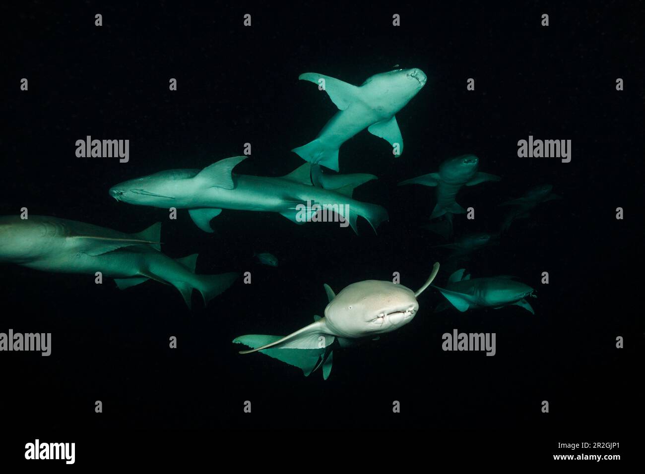 Nurse sharks at night, Nebrius ferrugineus, Felidhu Atoll, Indian Ocean ...