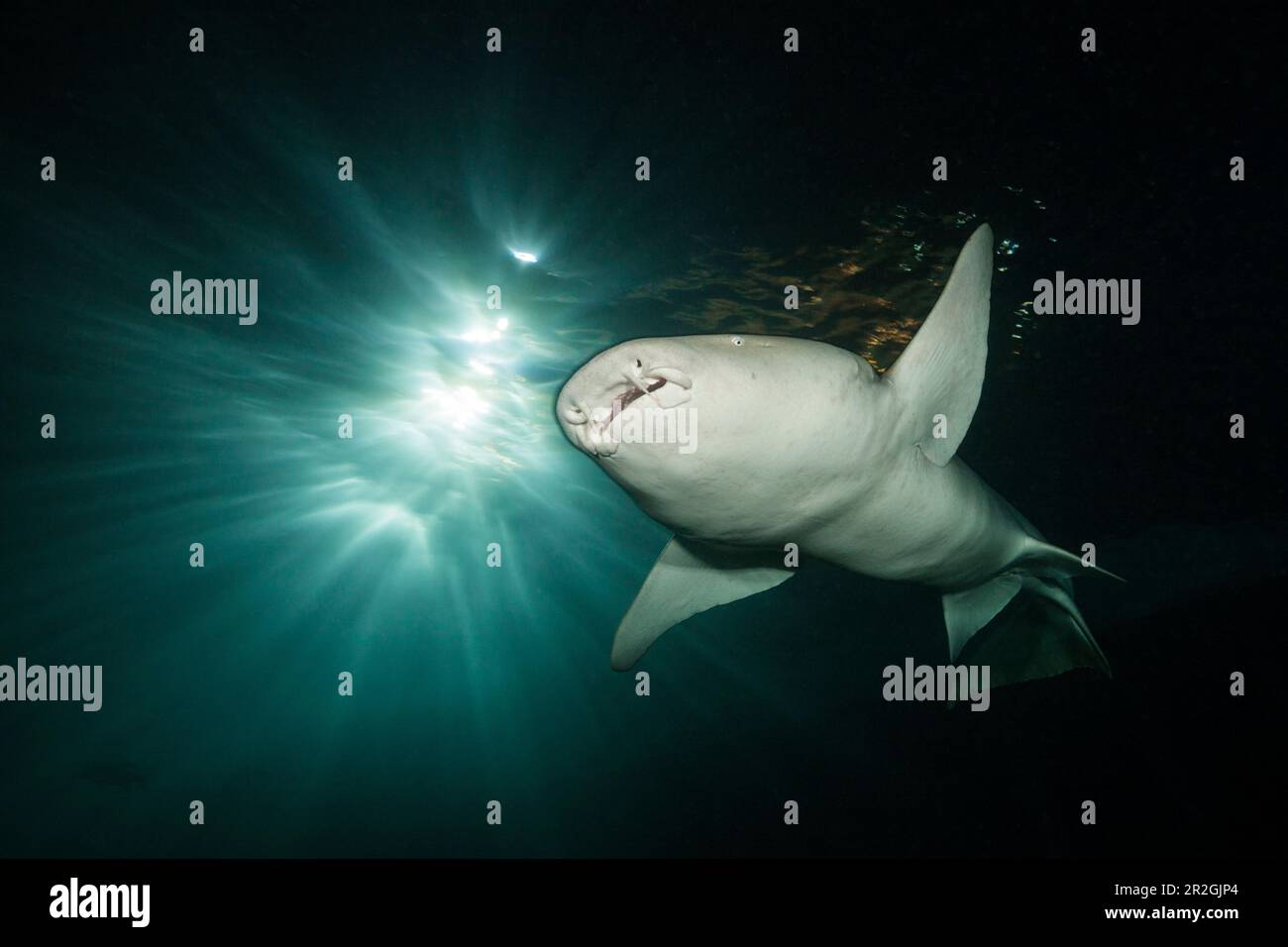 Nurse shark at night, Nebrius ferrugineus, Felidhu Atoll, Indian Ocean ...