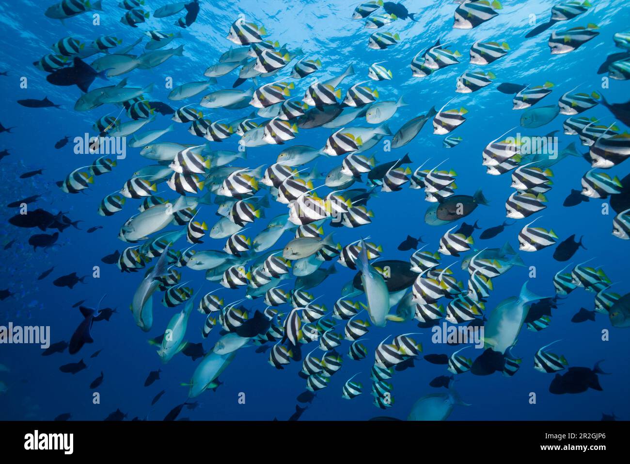 Shoal of Bannerfish, Heniochus diphreutes, North Male Atoll, Indian ...
