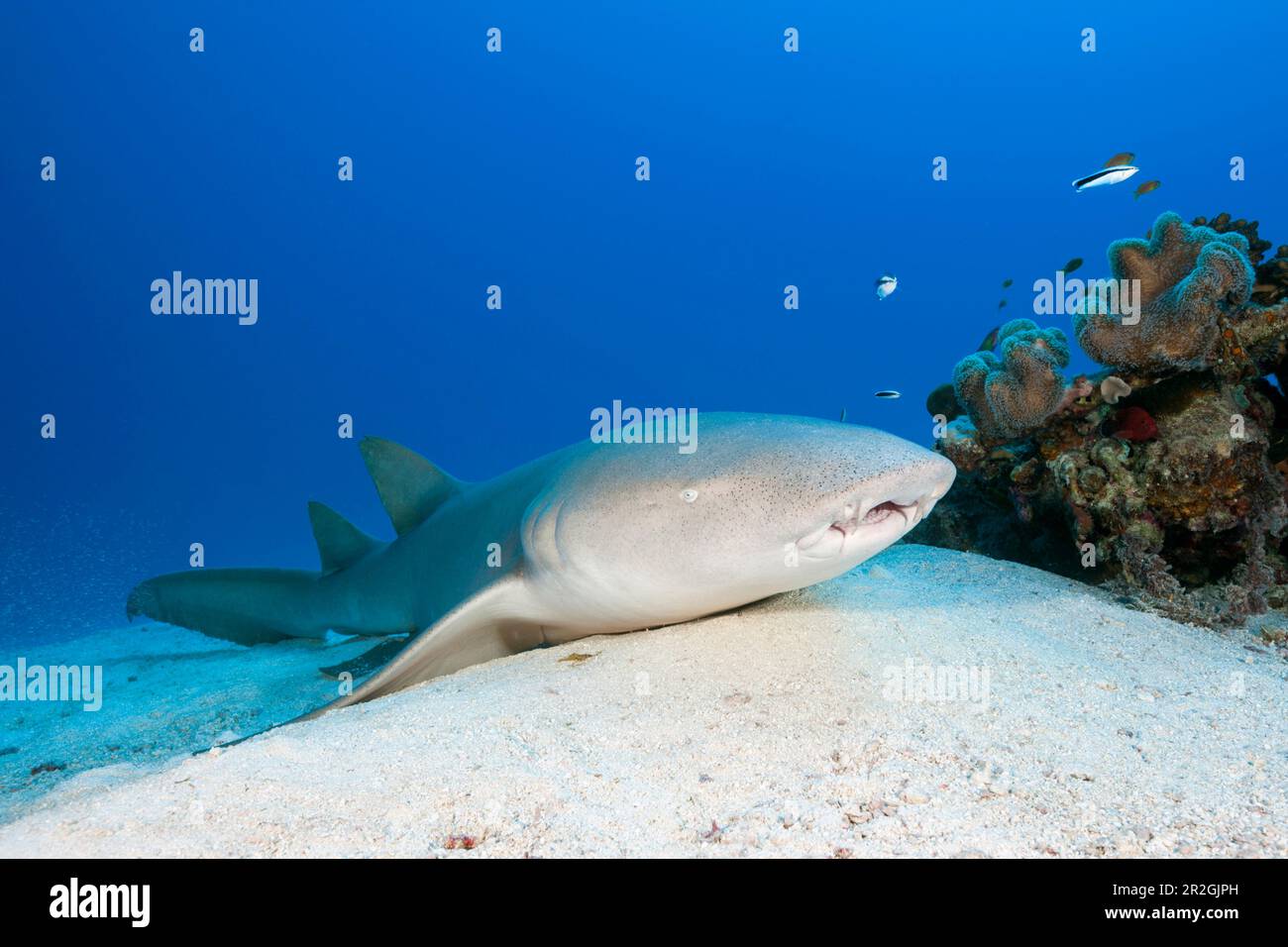 Nurse shark, Nebrius ferrugineus, Felidhu Atoll, Indian Ocean, Maldives ...