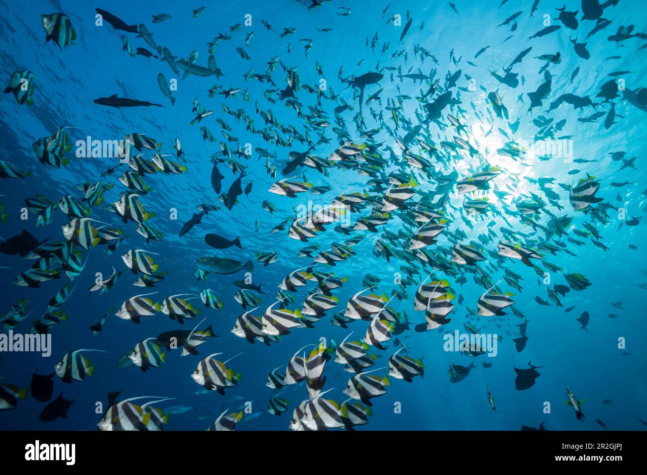 Shoal of Bannerfish, Heniochus diphreutes, North Male Atoll, Indian ...