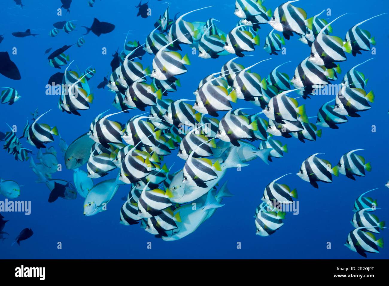 Shoal of Bannerfish, Heniochus diphreutes, North Male Atoll, Indian ...