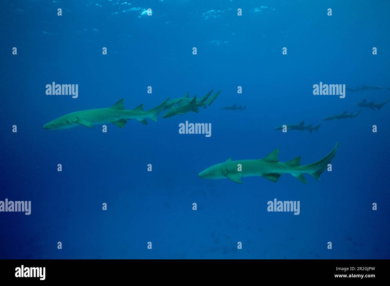 Nurse Sharks, Nebrius ferrugineus, Felidhu Atoll, Indian Ocean ...