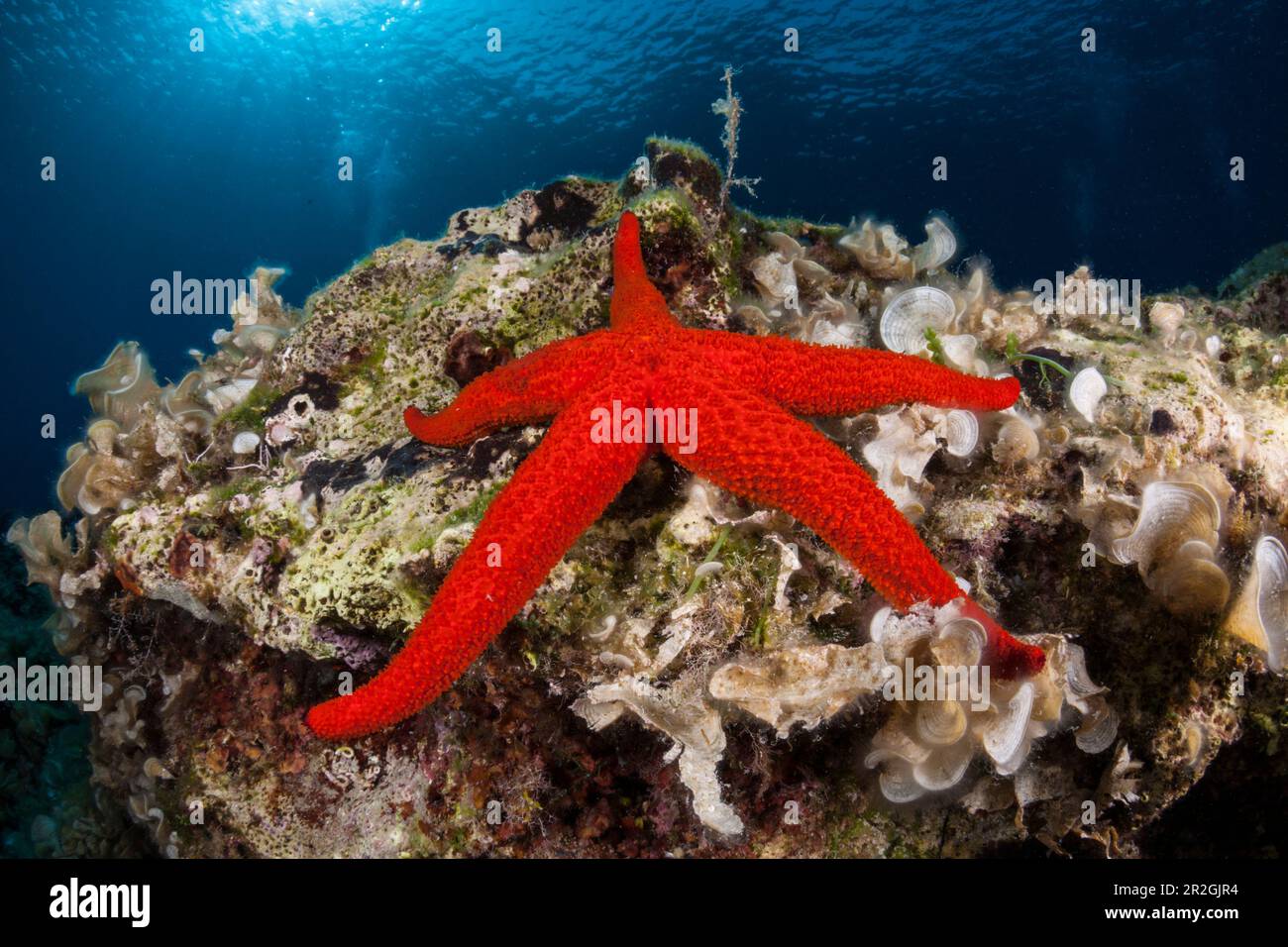 Purple Starfish, Echinaster sepositus, Vis Island, Mediterranean Sea ...
