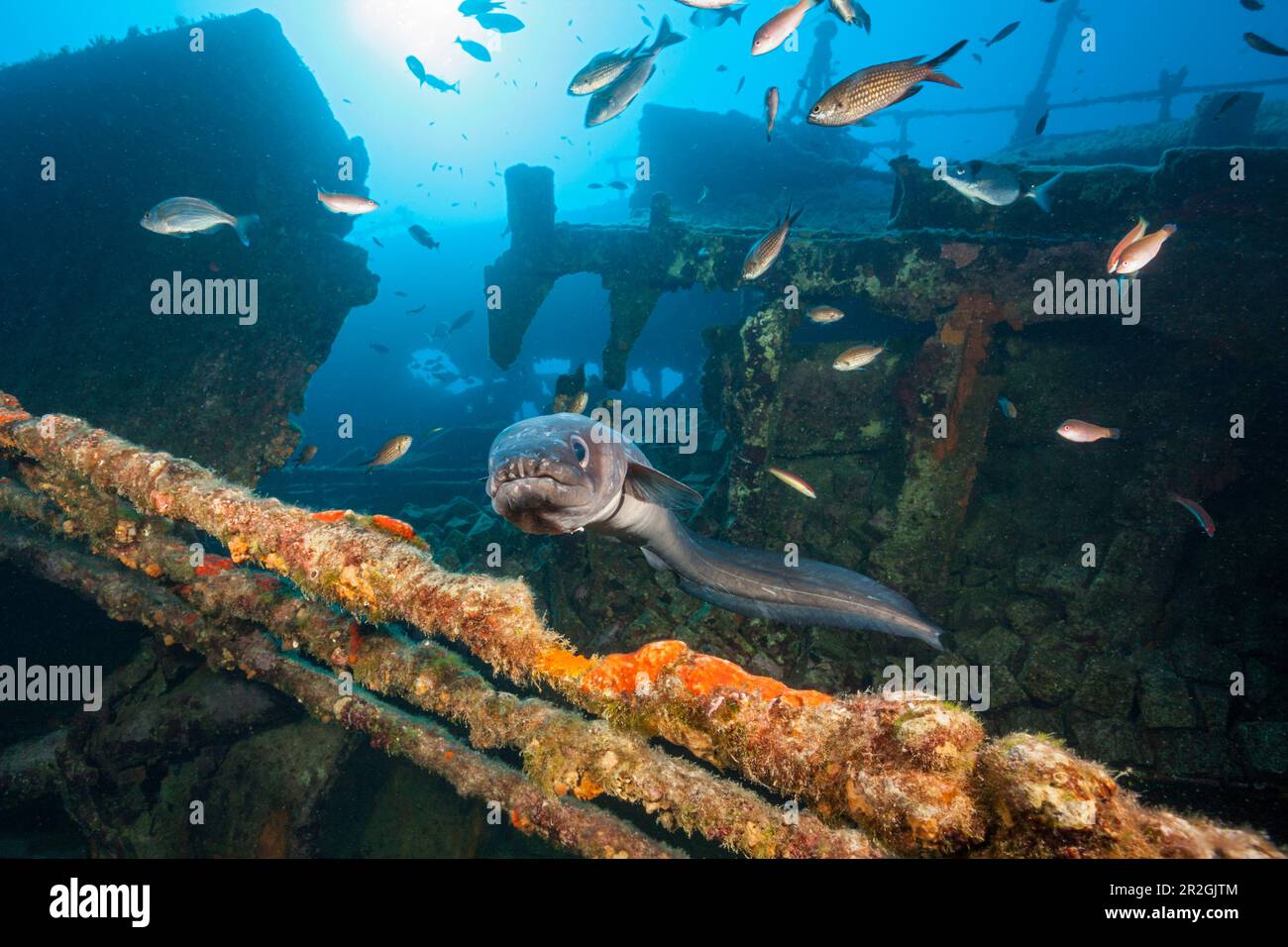 Conger conger at Teti wreck, Conger conger, Vis island, Mediterranean ...