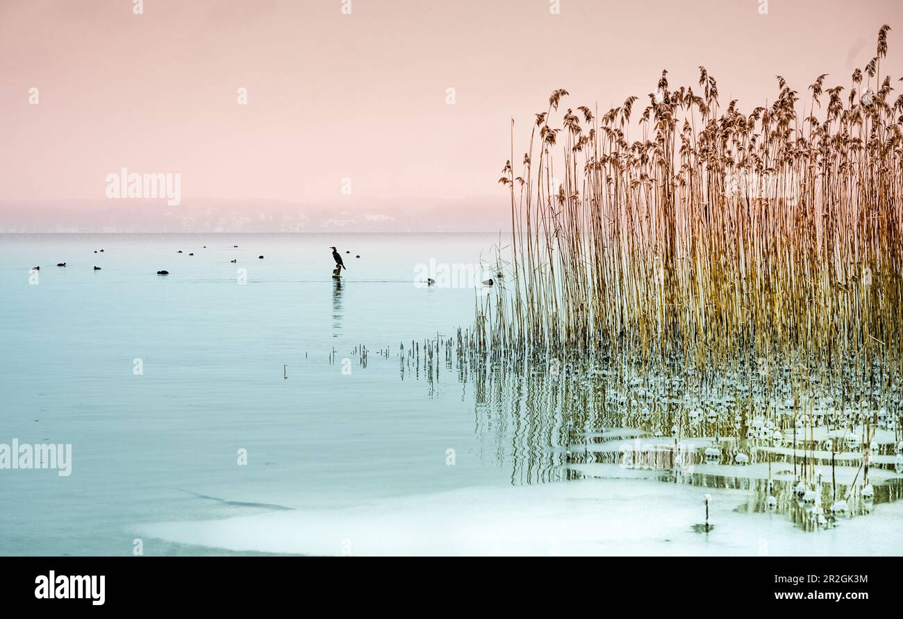 Winter at Lake Starnberg, Tutzing, Germany Stock Photo - Alamy