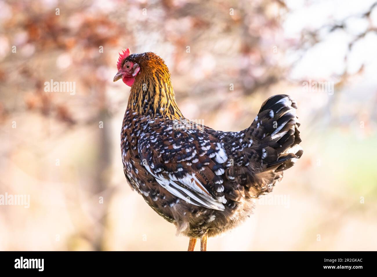Swedish flower chicken, chicken animal, poultry Stock Photo - Alamy