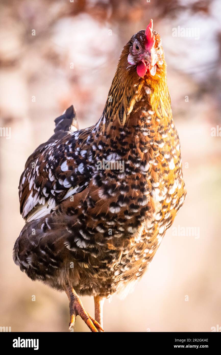 Swedish flower chicken, chicken animal, poultry Stock Photo - Alamy