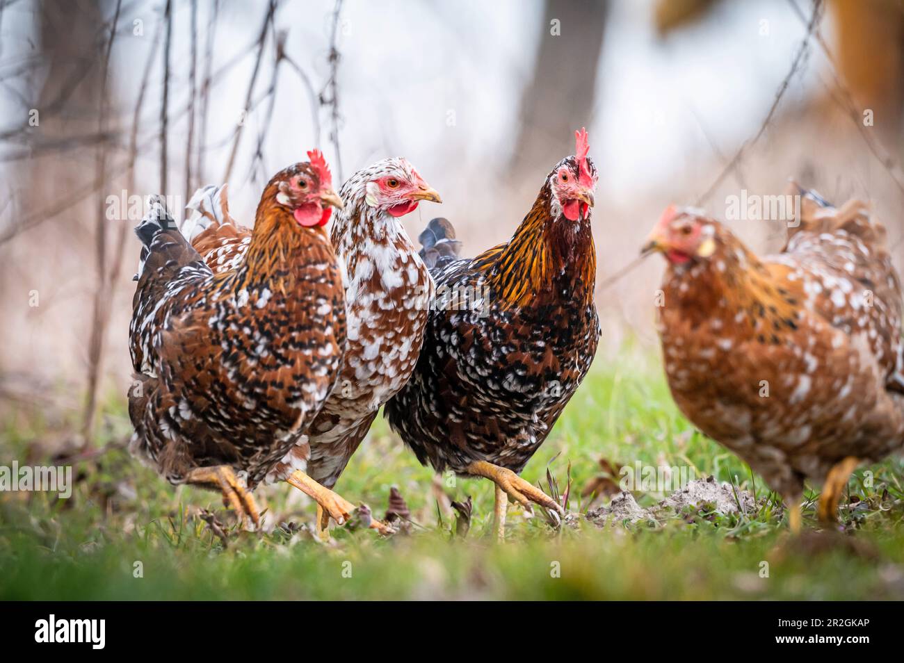 4 Swedish flower chickens in the grass, chickens, animals, agriculture ...