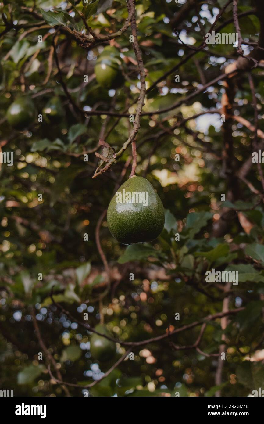 avocado hanging from avocado tree Stock Photo - Alamy