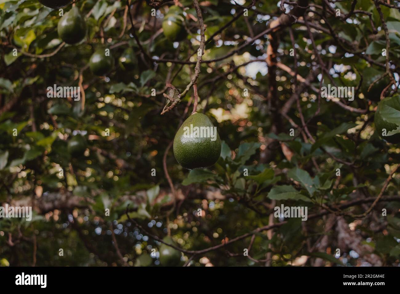 Avocado orchard picking hi-res stock photography and images - Alamy